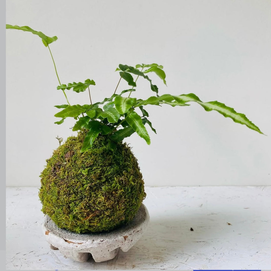 Plants – MIKA
